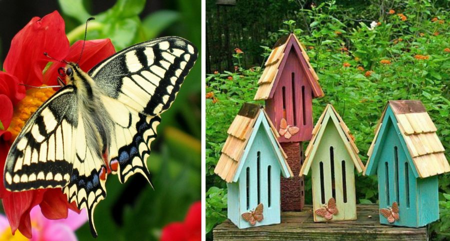 How to Build a Butterfly House, and have Butterfly visitors all the time