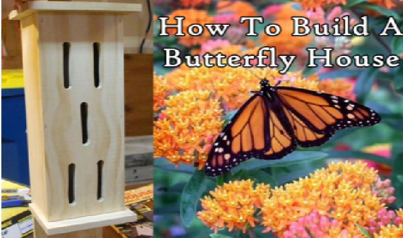 How to Build a Butterfly House, and have Butterfly visitors all the time